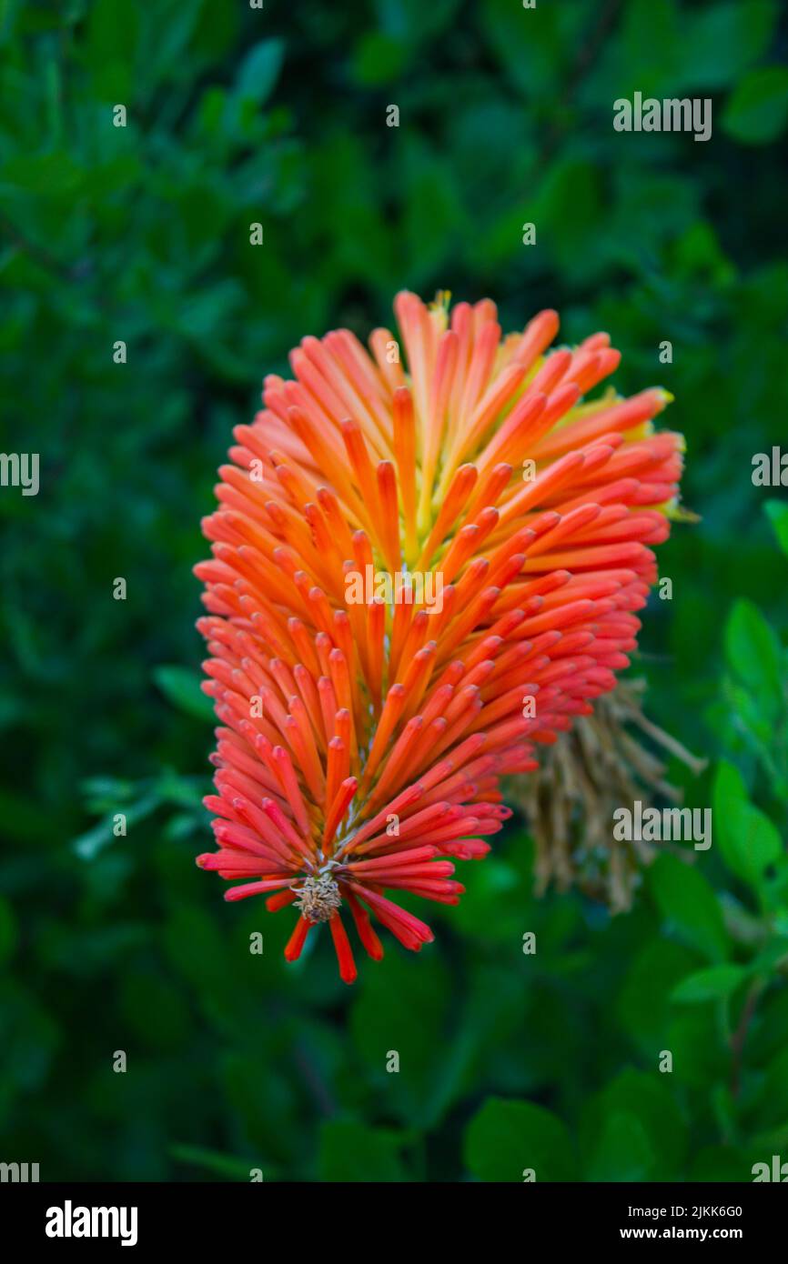 A vertical shot of a kniphofia flower growing in the garden Stock Photo ...