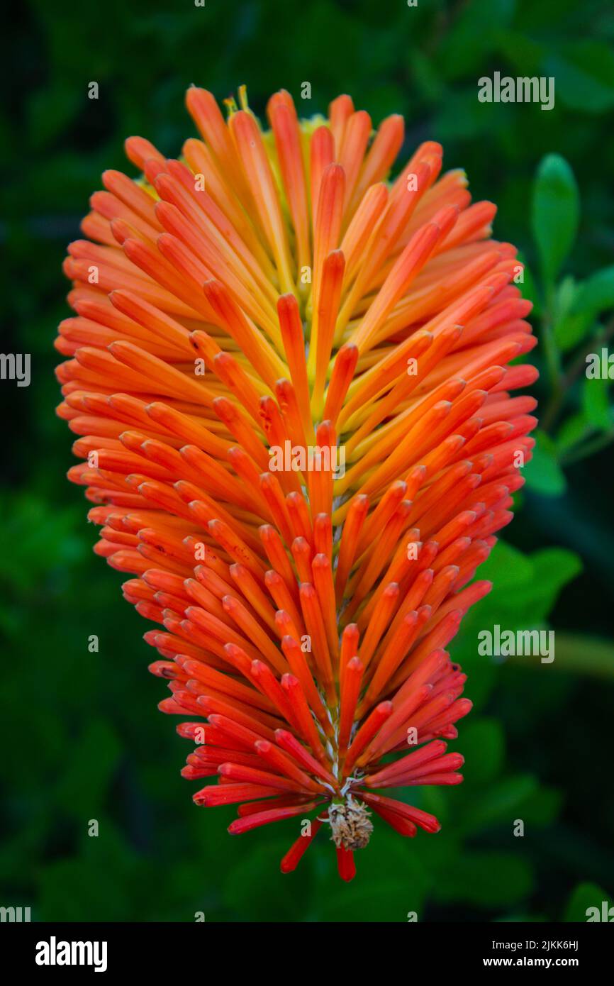 A vertical shot of a kniphofia flower growing in the garden Stock Photo ...