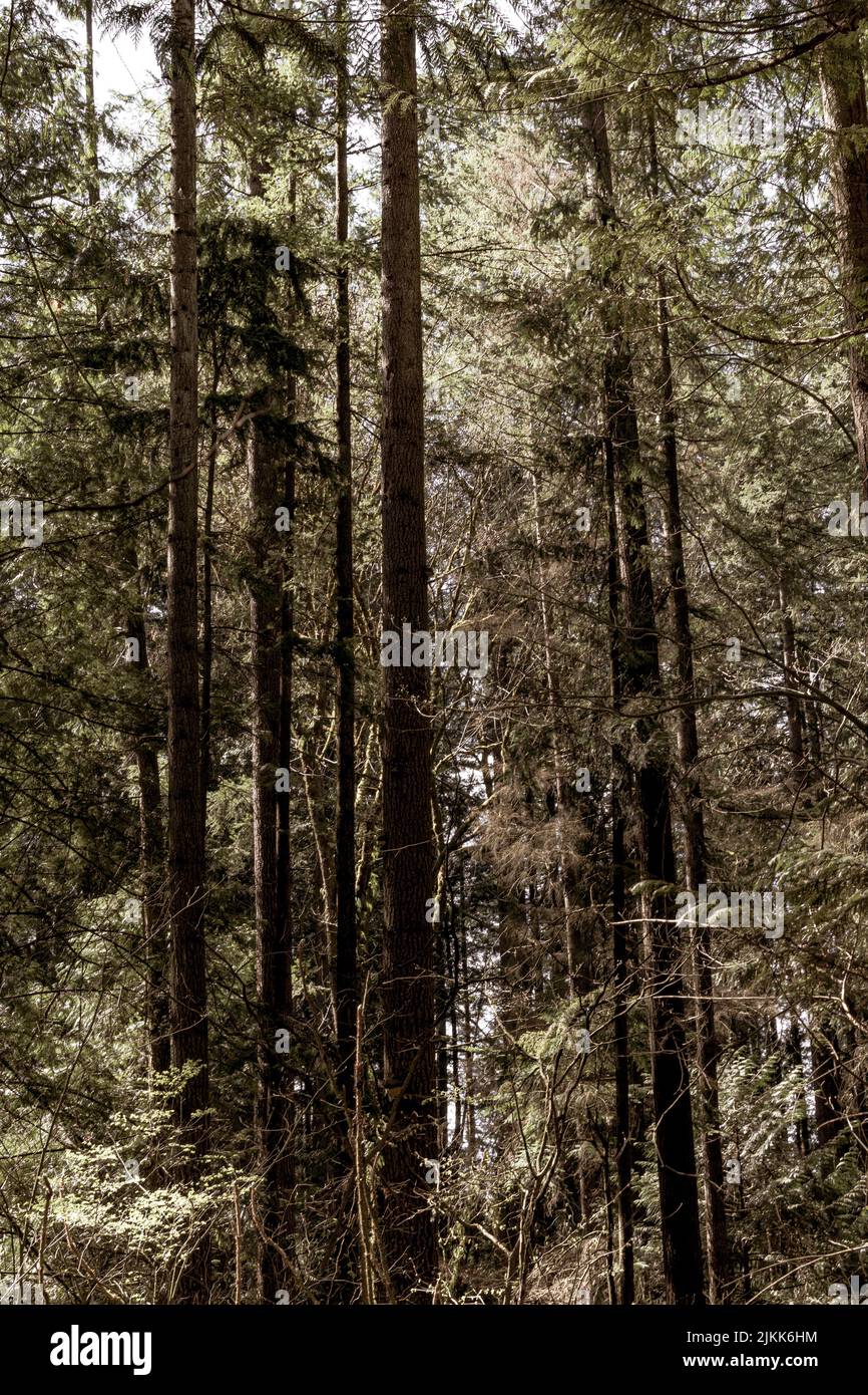 A vertical shot of tall trees in the forest Stock Photo - Alamy