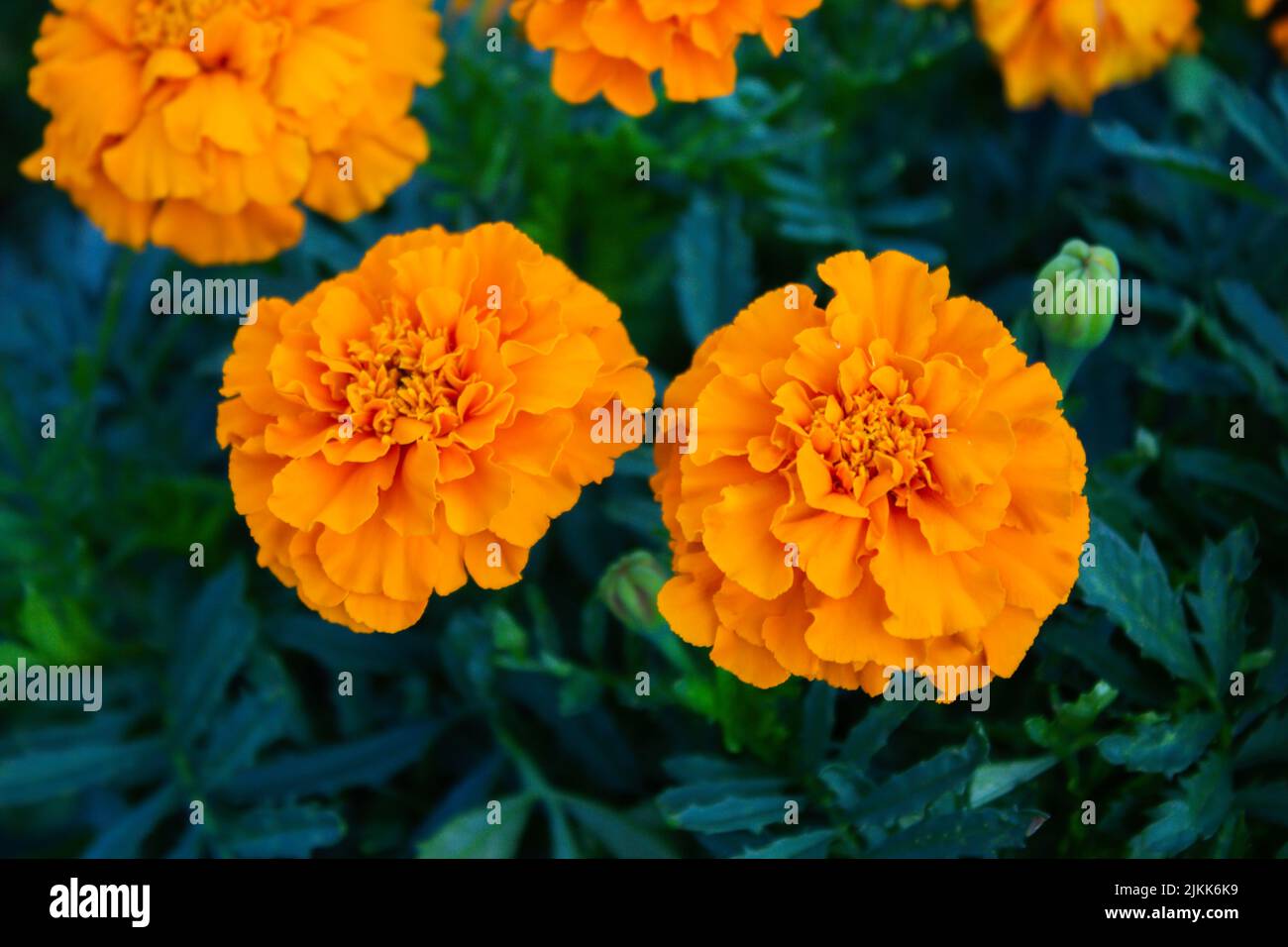A close-up shot of a marigold flower growing in the garden Stock Photo ...