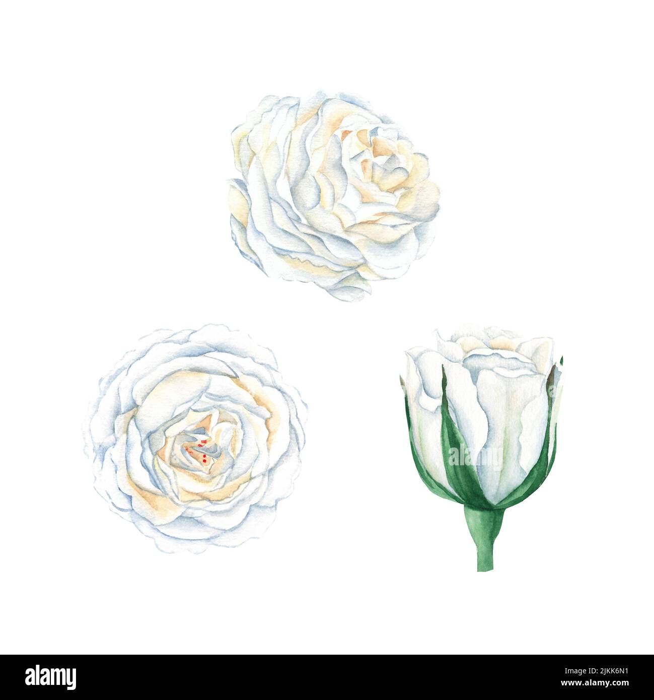 White roses buttons set isolated on white background. Watercolor hand ...
