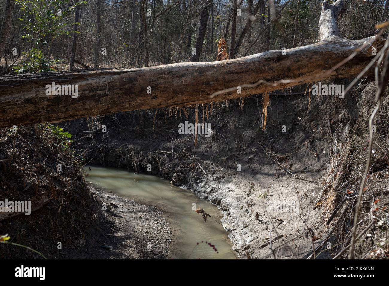 Stream forest river tree flow fallen hi-res stock photography and ...