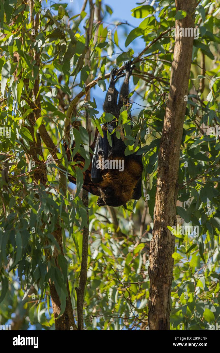 Grapple fruit hi-res stock photography and images - Alamy