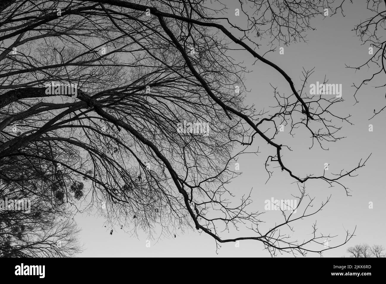 A grayscale of leafless tree branches during autumn in Towne Lake Park ...
