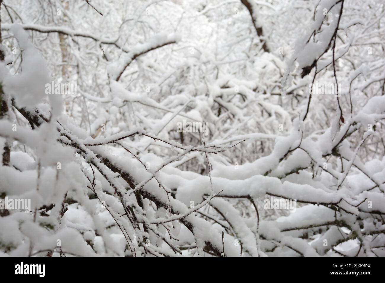Tree branches covered in snow in Sweden Stock Photo - Alamy