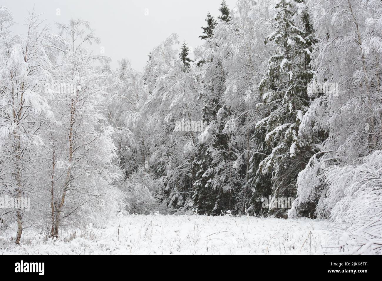 Sweden nature background hi-res stock photography and images - Alamy