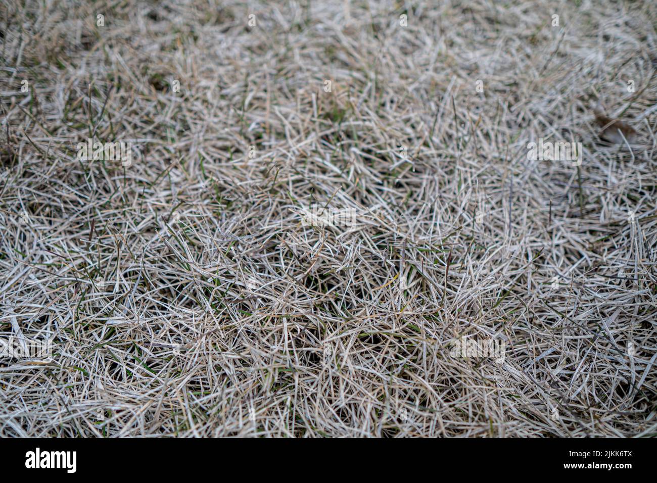 Fall grass dry in hi-res stock photography and images - Alamy