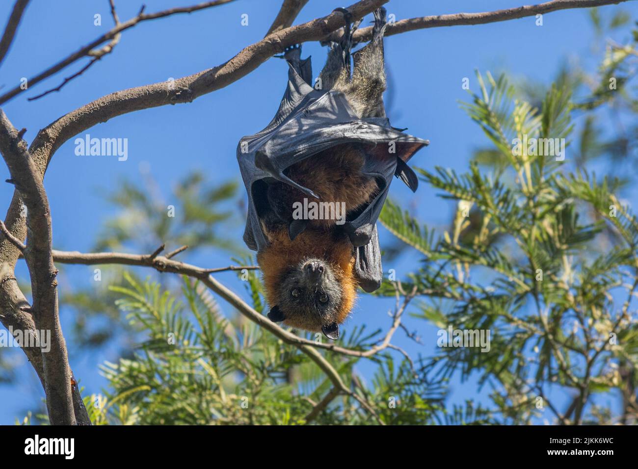 A bat hanging on tree branch at the park Stock Photo - Alamy