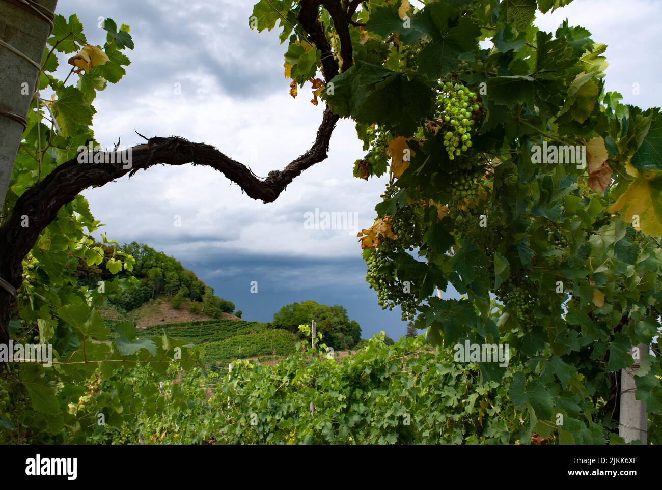 Prosecco vineyard hi-res stock photography and images - Alamy