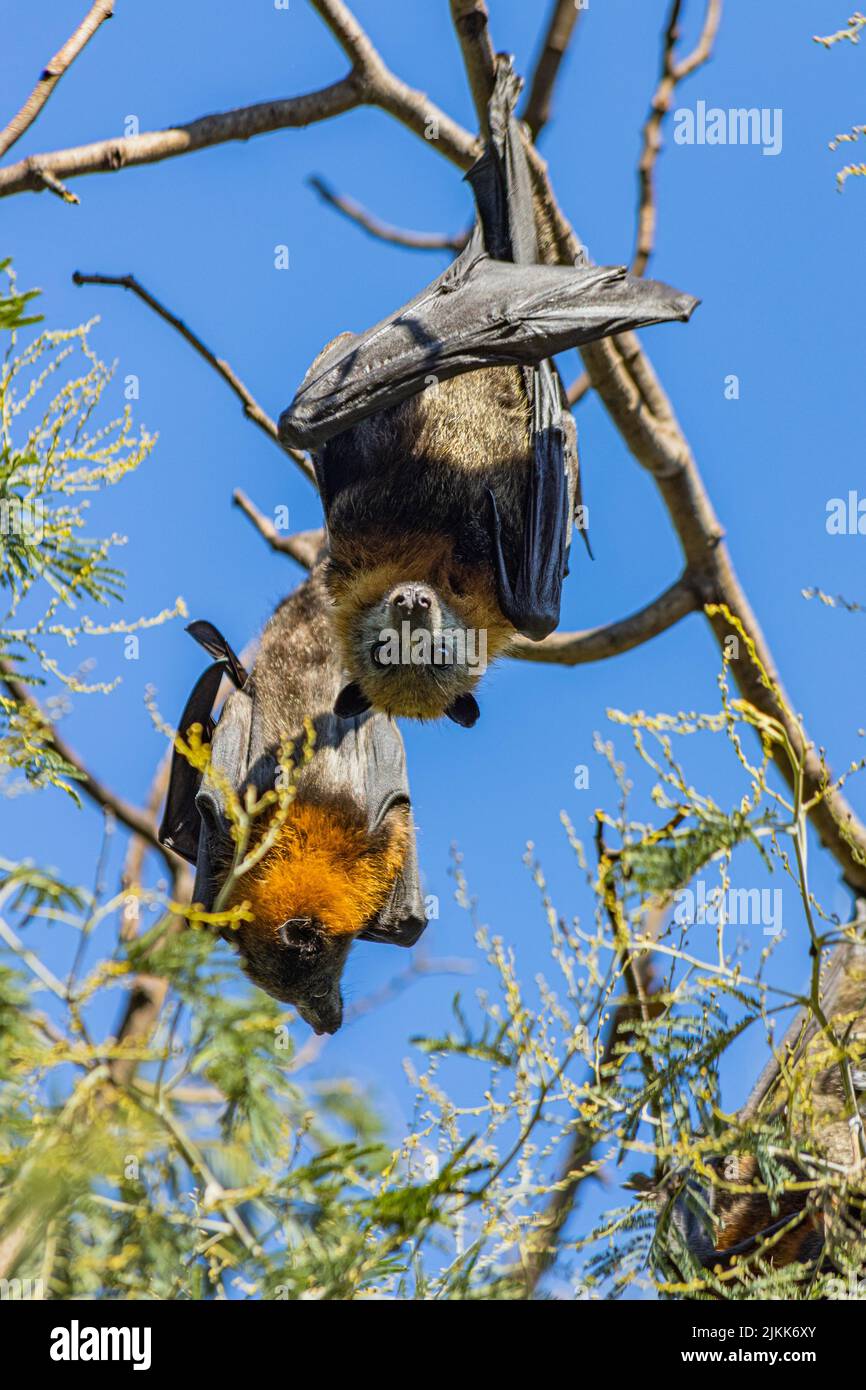 Bats hanging on branches hi-res stock photography and images - Alamy