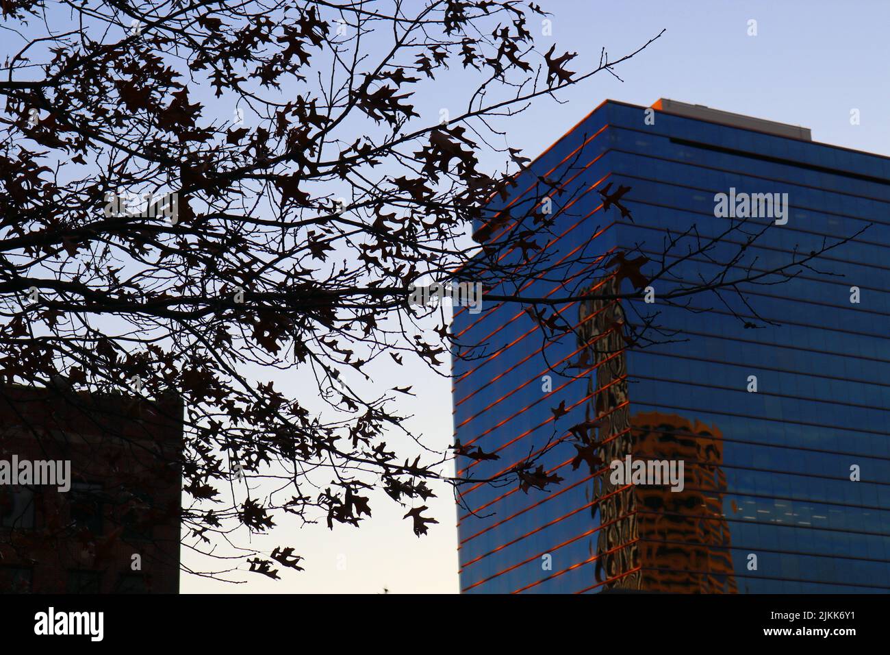 A silhouette shot of tree branches and a building with glass windows on ...