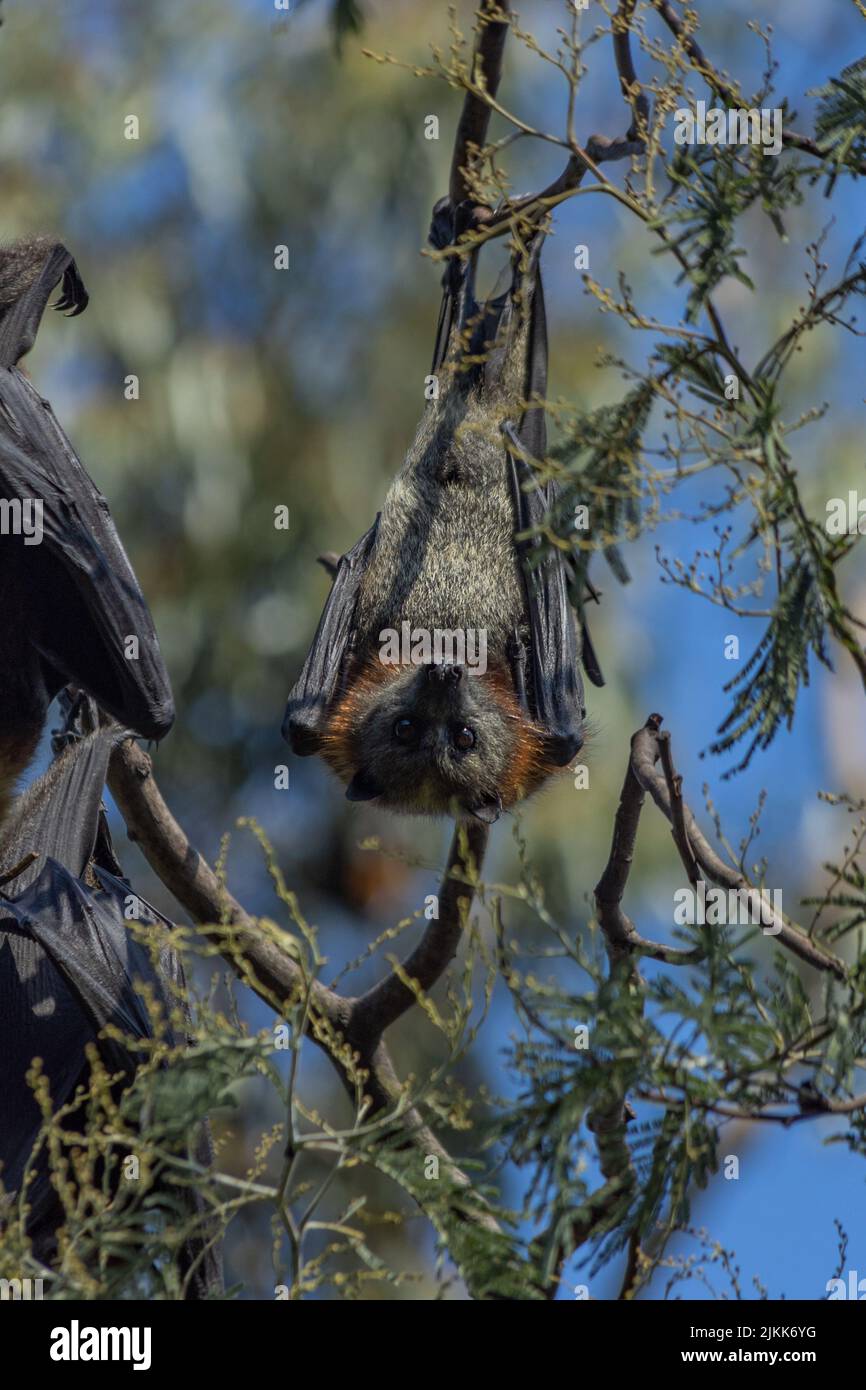 Grapple fruit hi-res stock photography and images - Alamy