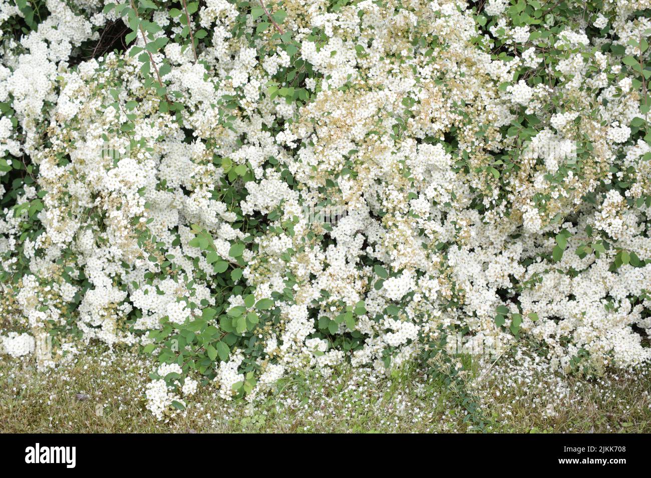 A mock orange bush in the sun Stock Photo - Alamy
