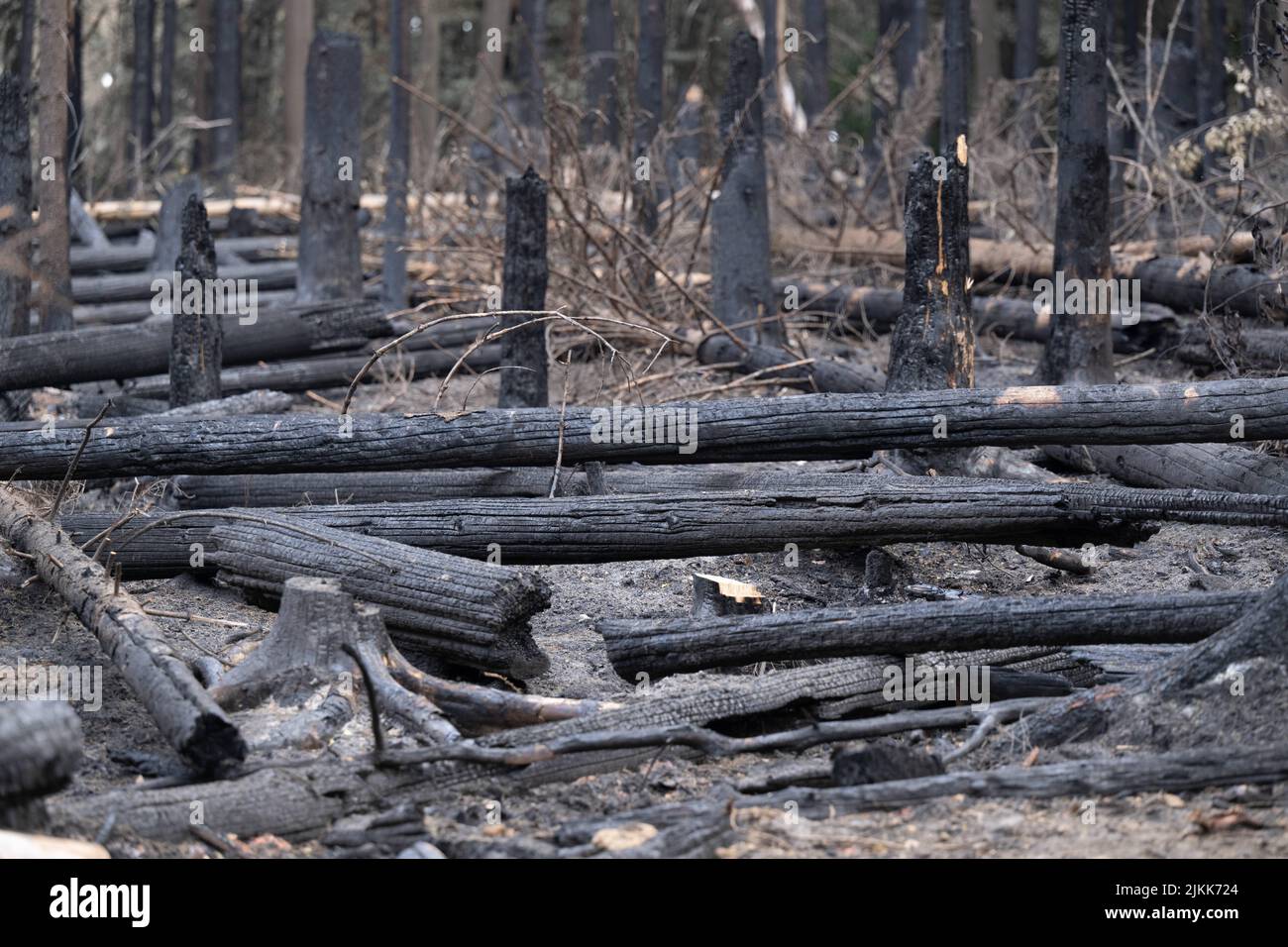 Schmilka, Germany. 02nd Aug, 2022. Fire damage in the core area of the ...