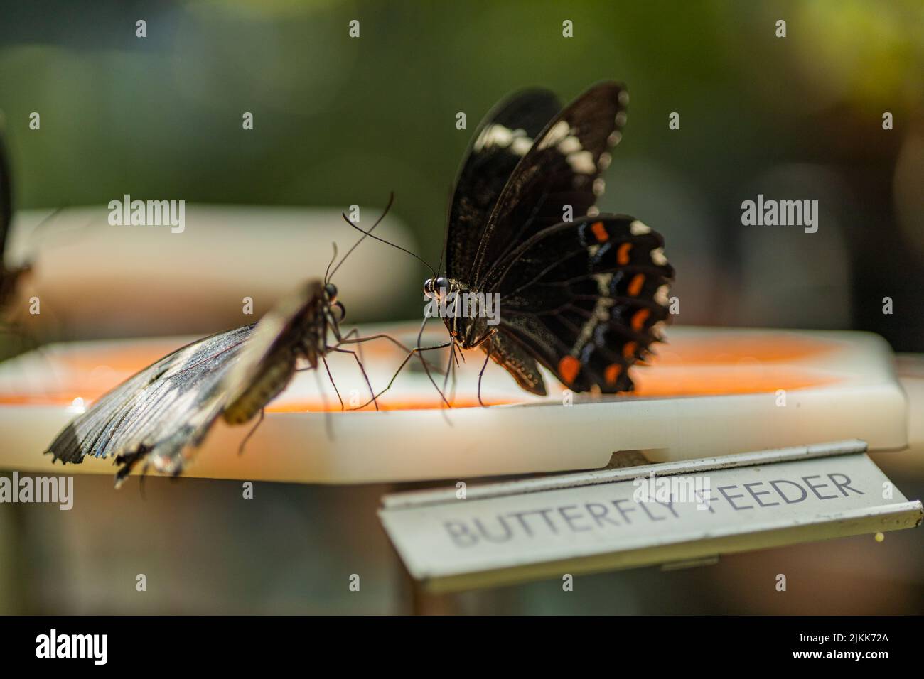 A soft focus of two butterflies drinking from a butterfly feeder Stock ...