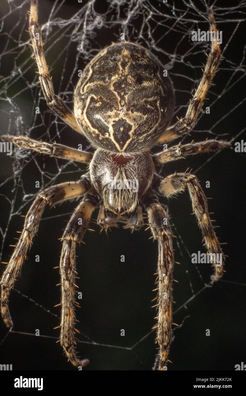 Predator spider hi-res stock photography and images - Alamy