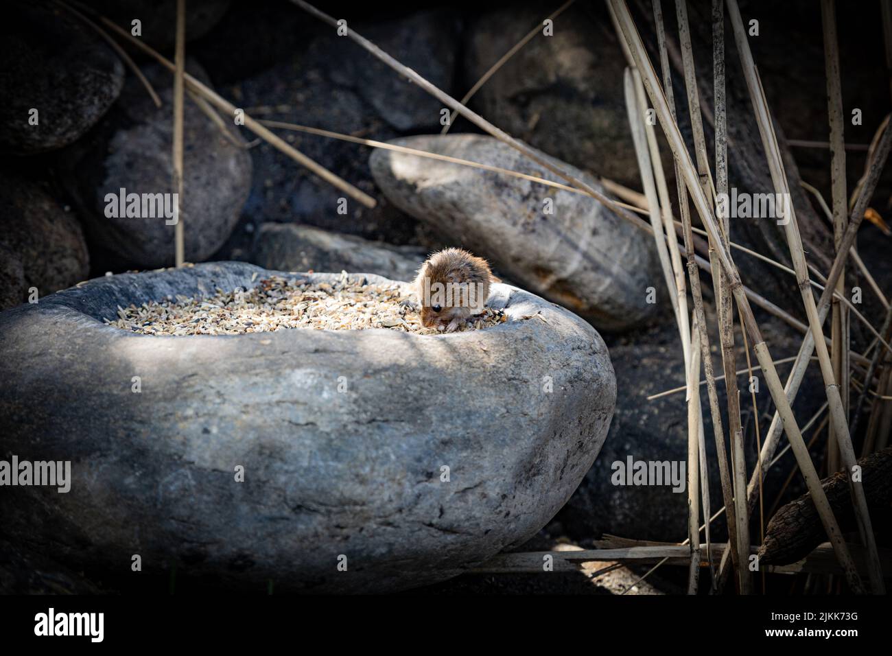 Hamster closeup hi-res stock photography and images - Alamy