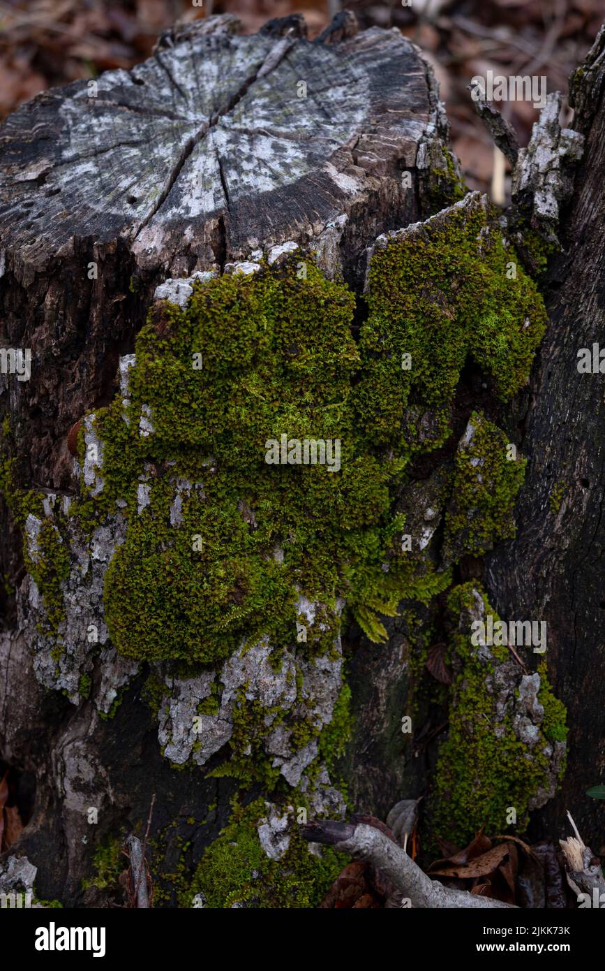 A vertical shot of moss growing on a tree stump at the Eisenhower Park ...