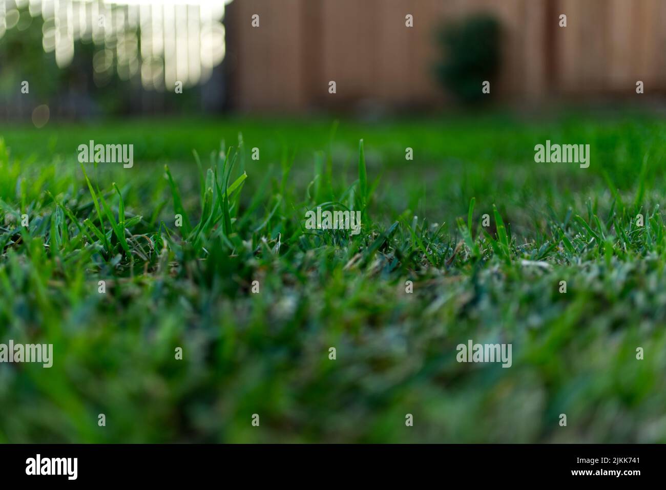 A selective focus on the green grass of a lawn against a building with ...