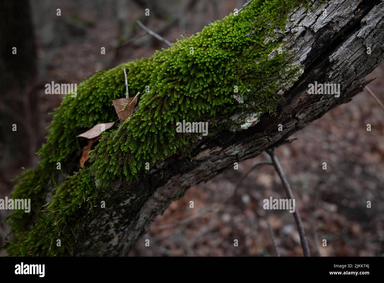 A soft focus of moss growing on a branch of a tree at the Eisenhower ...