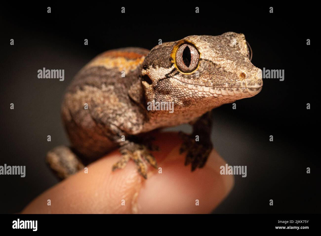 Costa rica gecko hi-res stock photography and images - Alamy