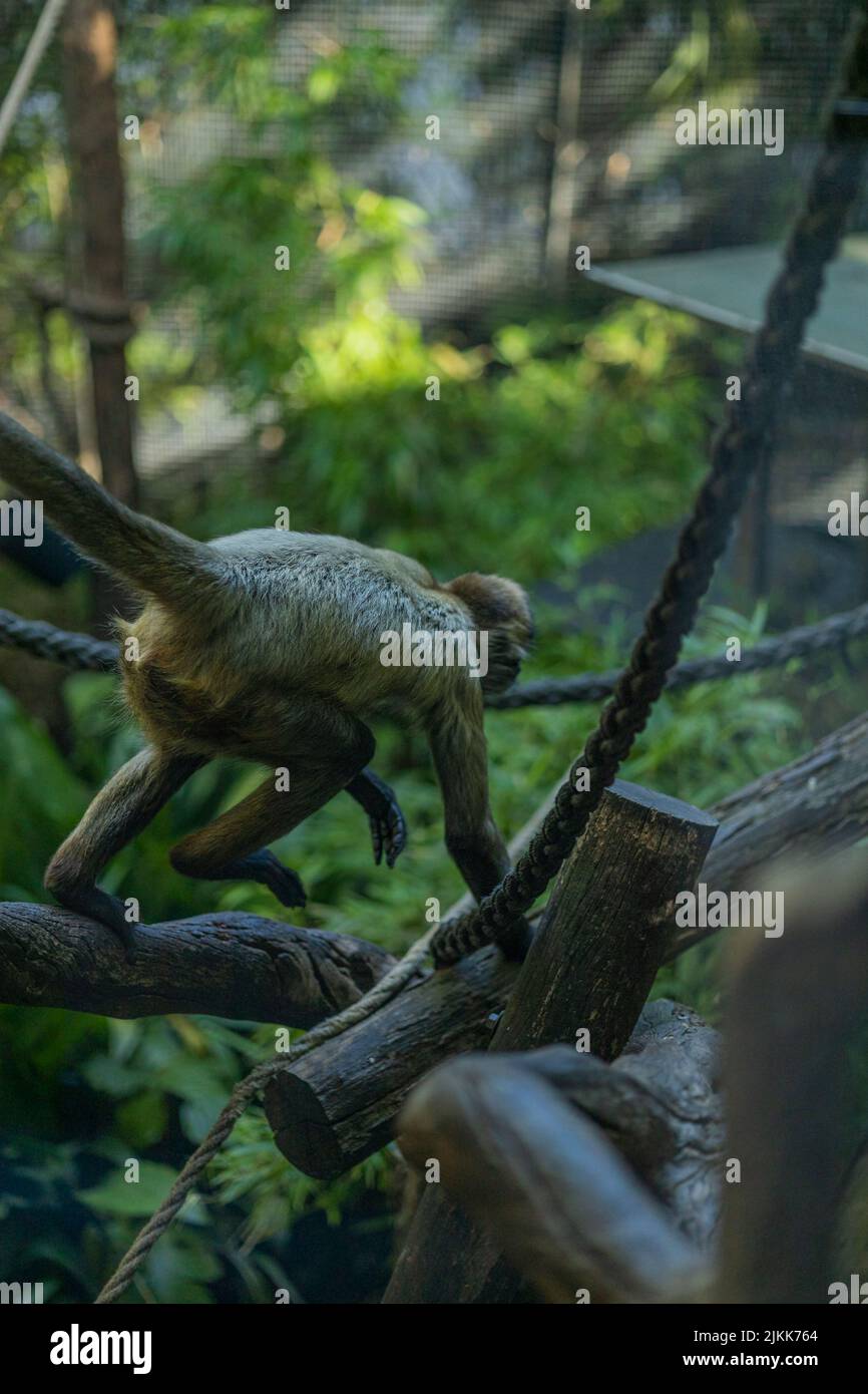 Monkey swings hi-res stock photography and images - Alamy