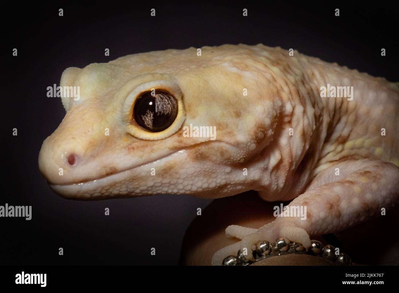 Baby leopard gecko hi-res stock photography and images - Alamy