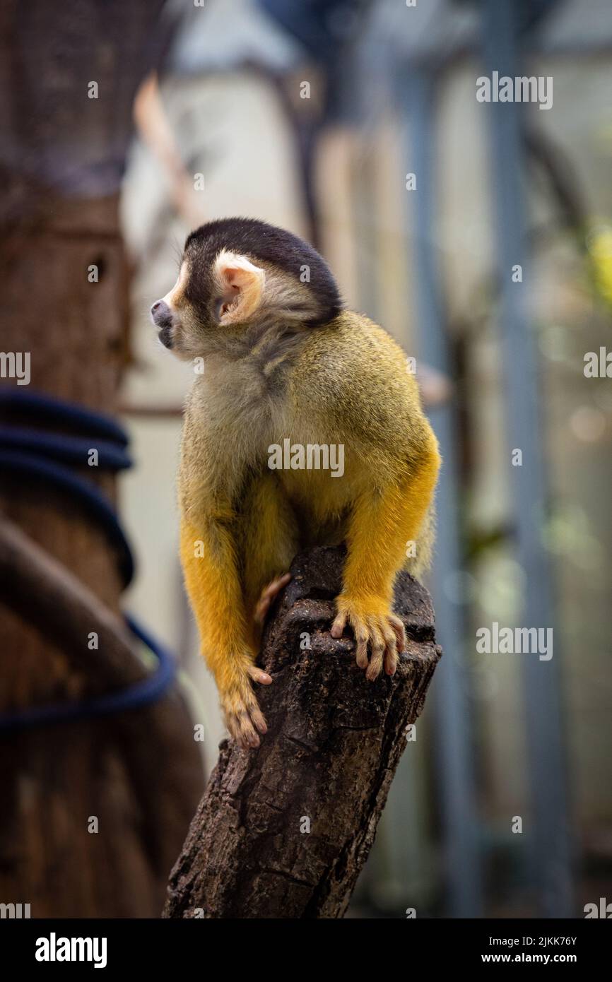 Monkey on brench hi-res stock photography and images - Alamy