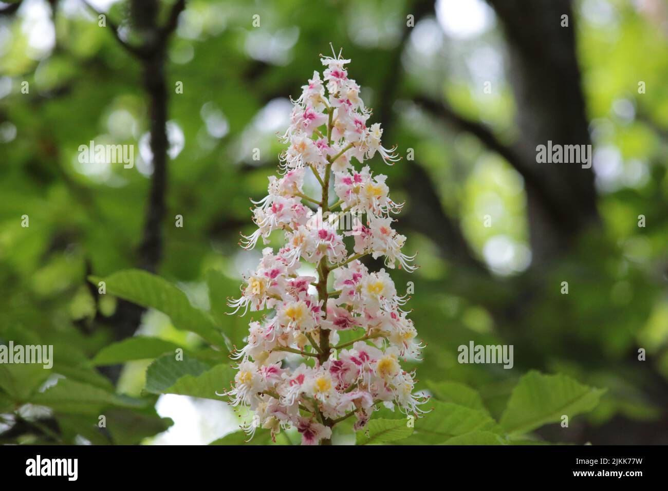 Chestnut tree flower hi-res stock photography and images - Alamy