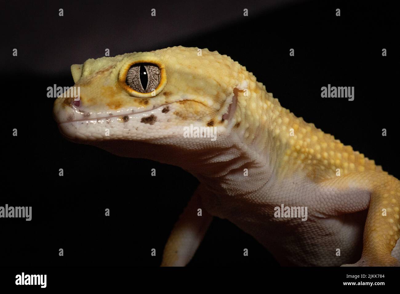 Baby leopard gecko hi-res stock photography and images - Alamy