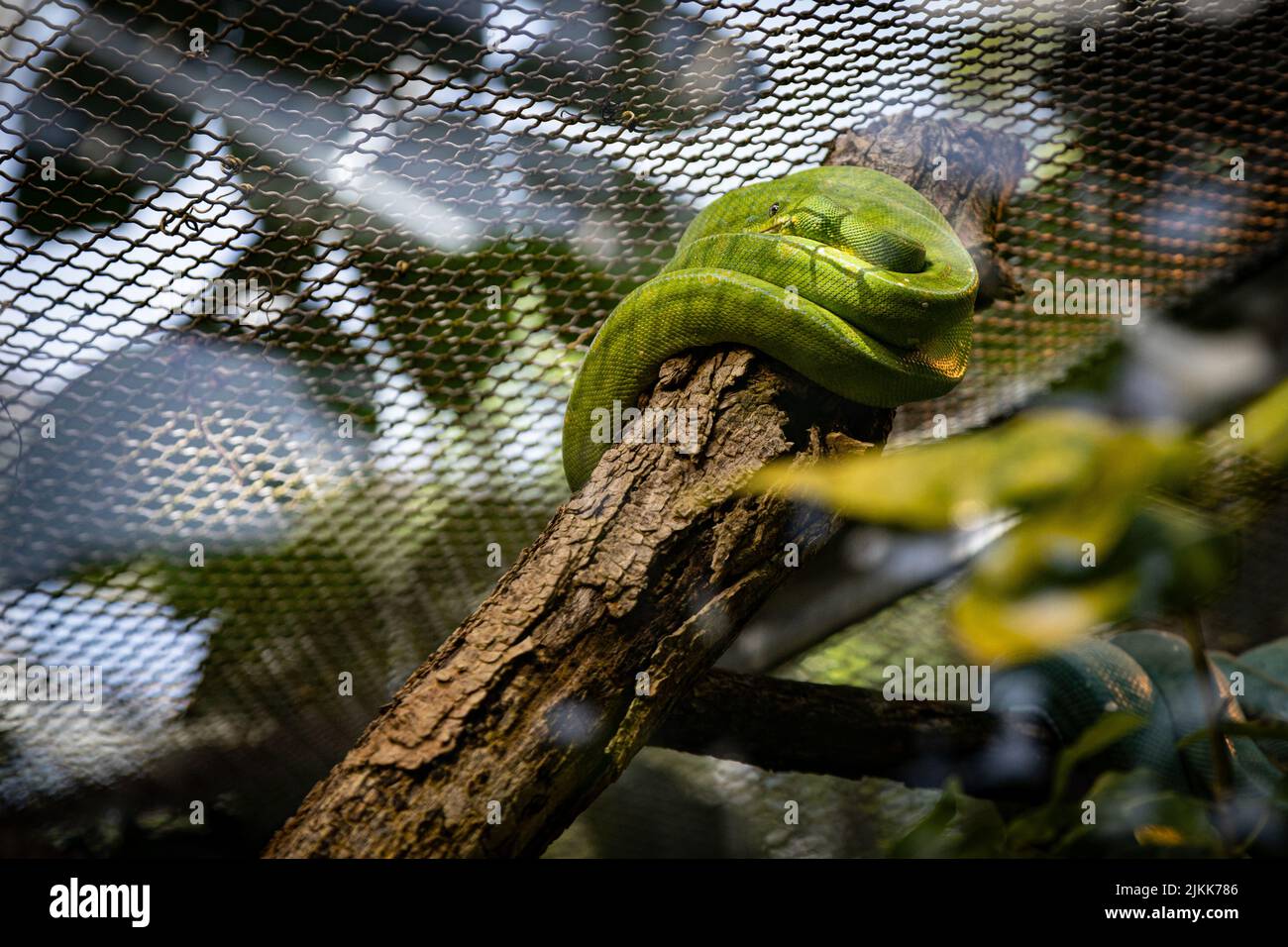 Emerald tree snake hi-res stock photography and images - Alamy