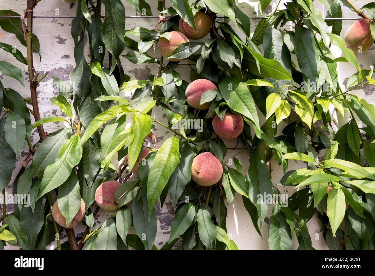 Organic peach tree hi-res stock photography and images - Alamy