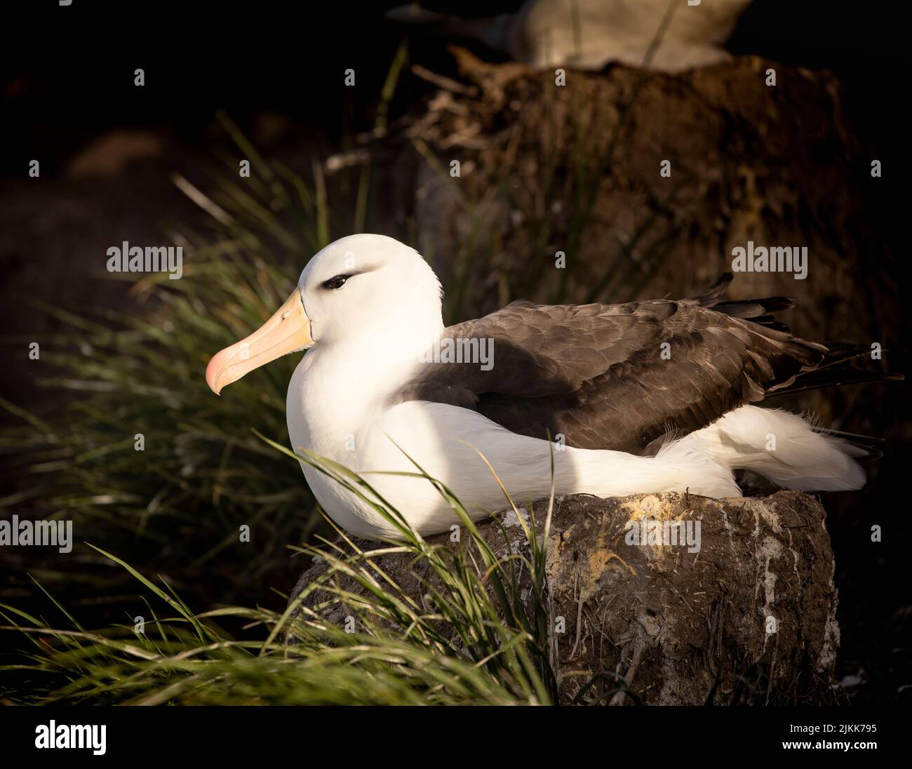 Over 70% of the global population of the the black-browed albatross ...