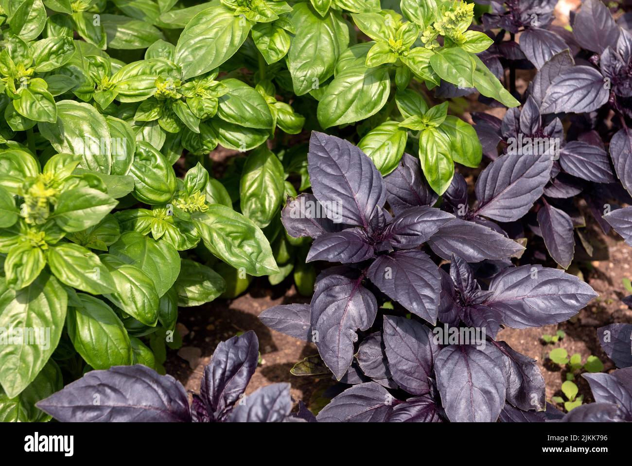 Purple basil hi-res stock photography and images - Alamy