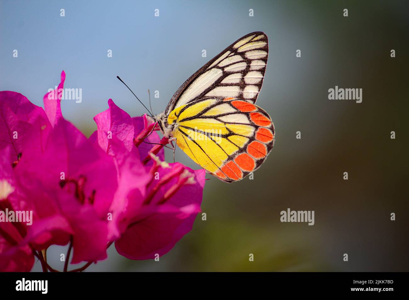 A closeup of a painted Jezebel butterfly drinking nectar from a pink ...