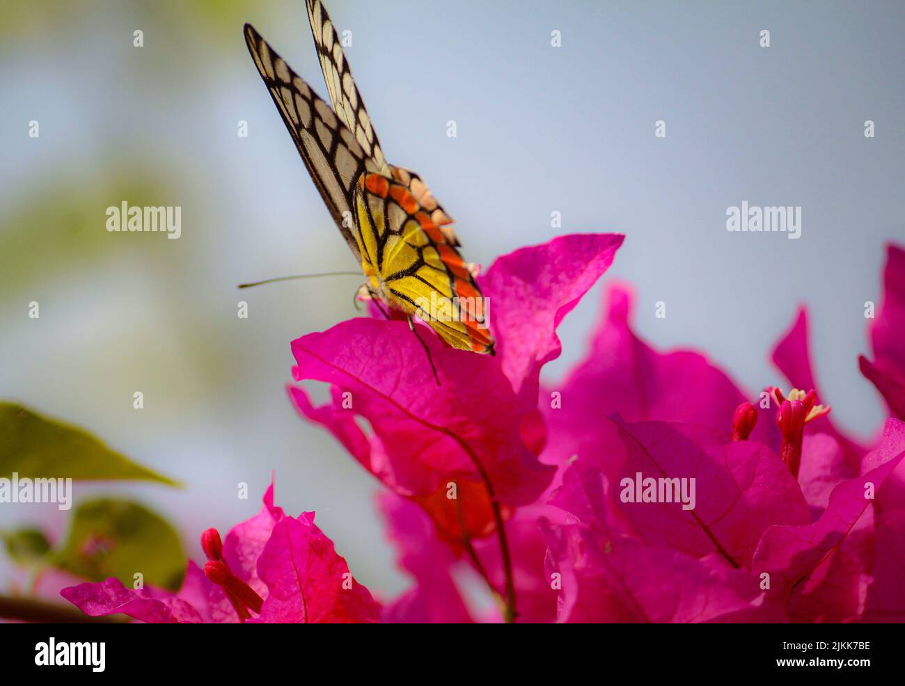 A closeup of a painted Jezebel butterfly drinking nectar from a pink ...