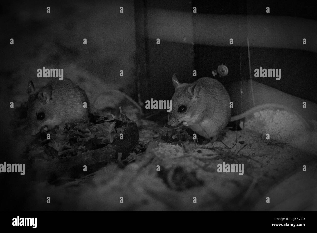 A tiny mouse in the dark Stock Photo - Alamy