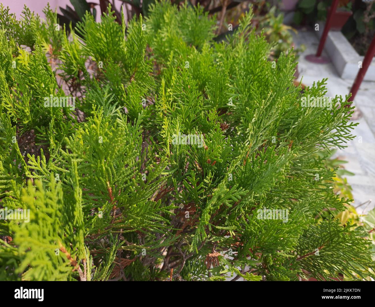 Juniper leaves hi-res stock photography and images - Alamy