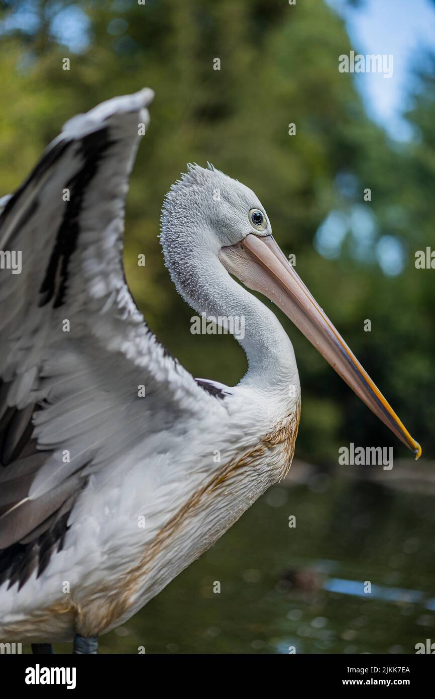 A pelican stretching its wings by a lake Stock Photo - Alamy