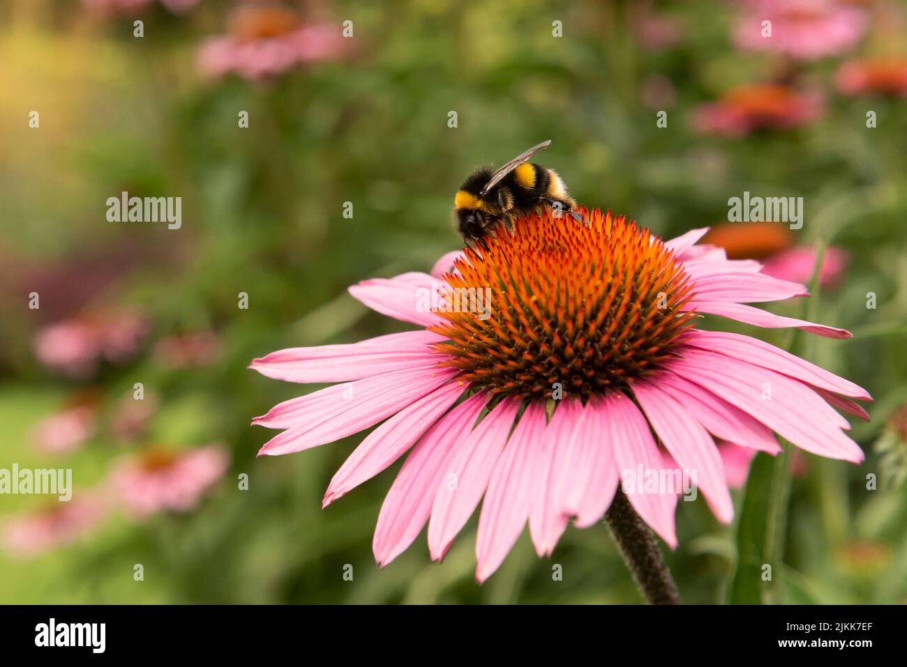 Bumble bee on Brilliant Star flower Stock Photo - Alamy