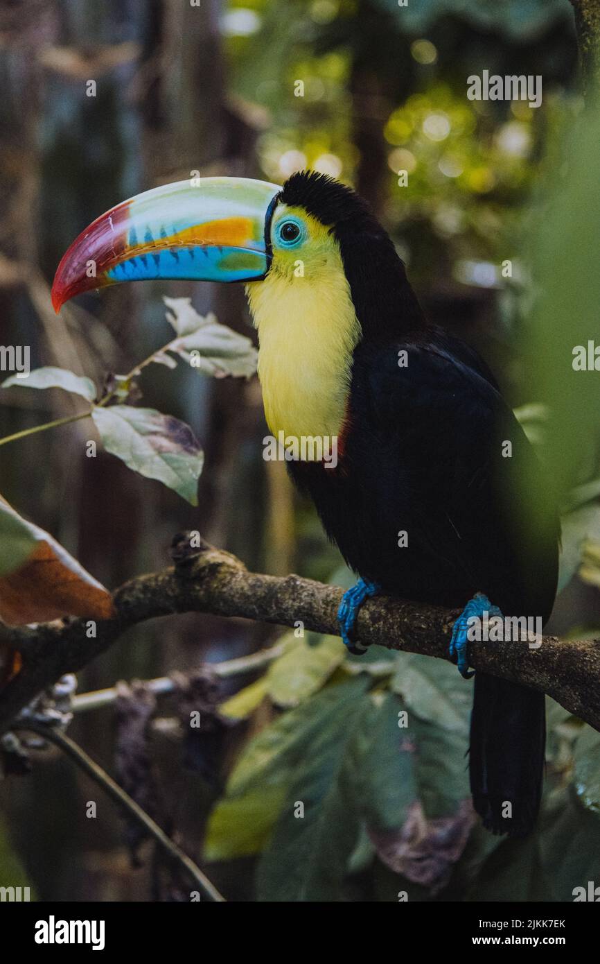 Tree brench hi-res stock photography and images - Alamy