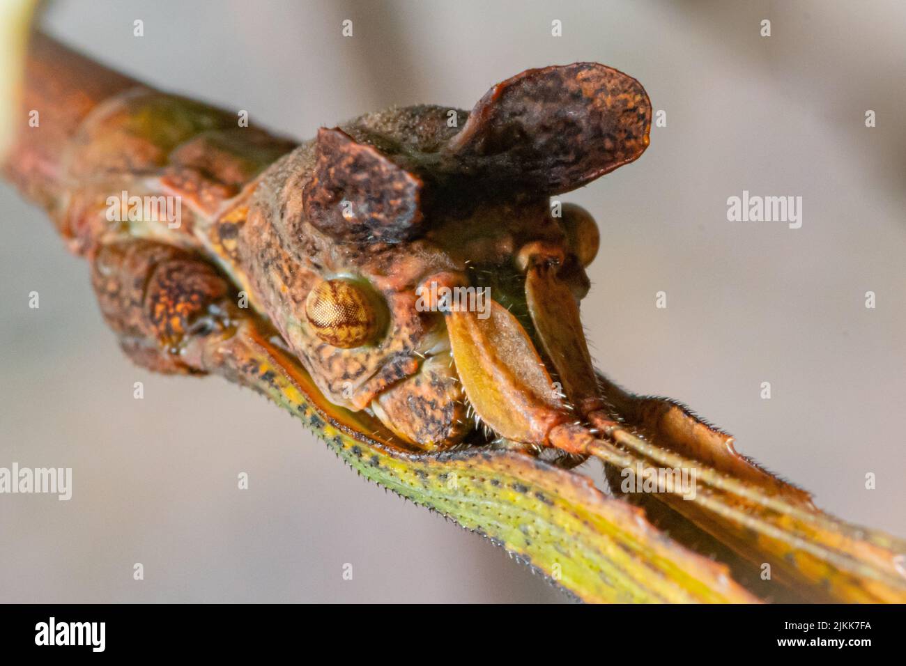 Female stick insect hi-res stock photography and images - Alamy