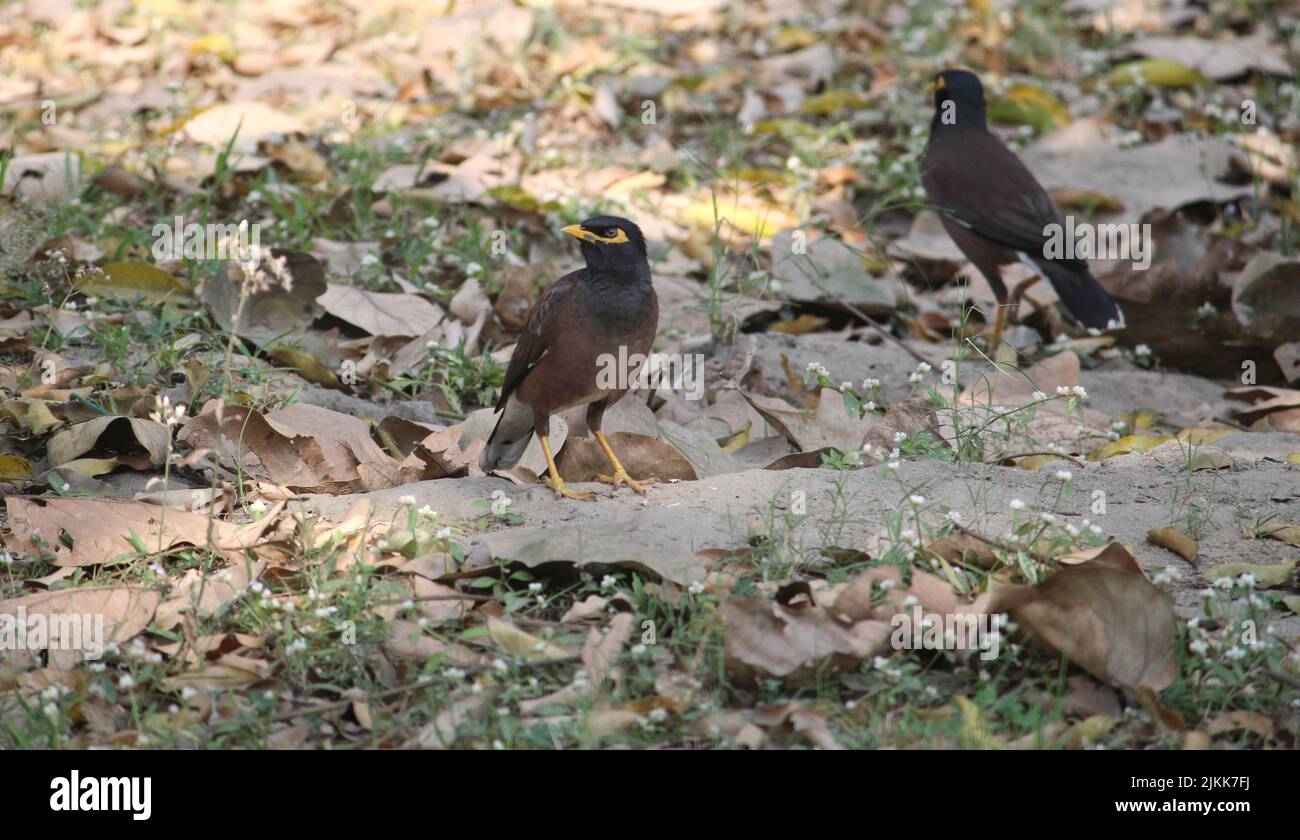 A beautiful shot of common myna birds standing on the garden ground ...