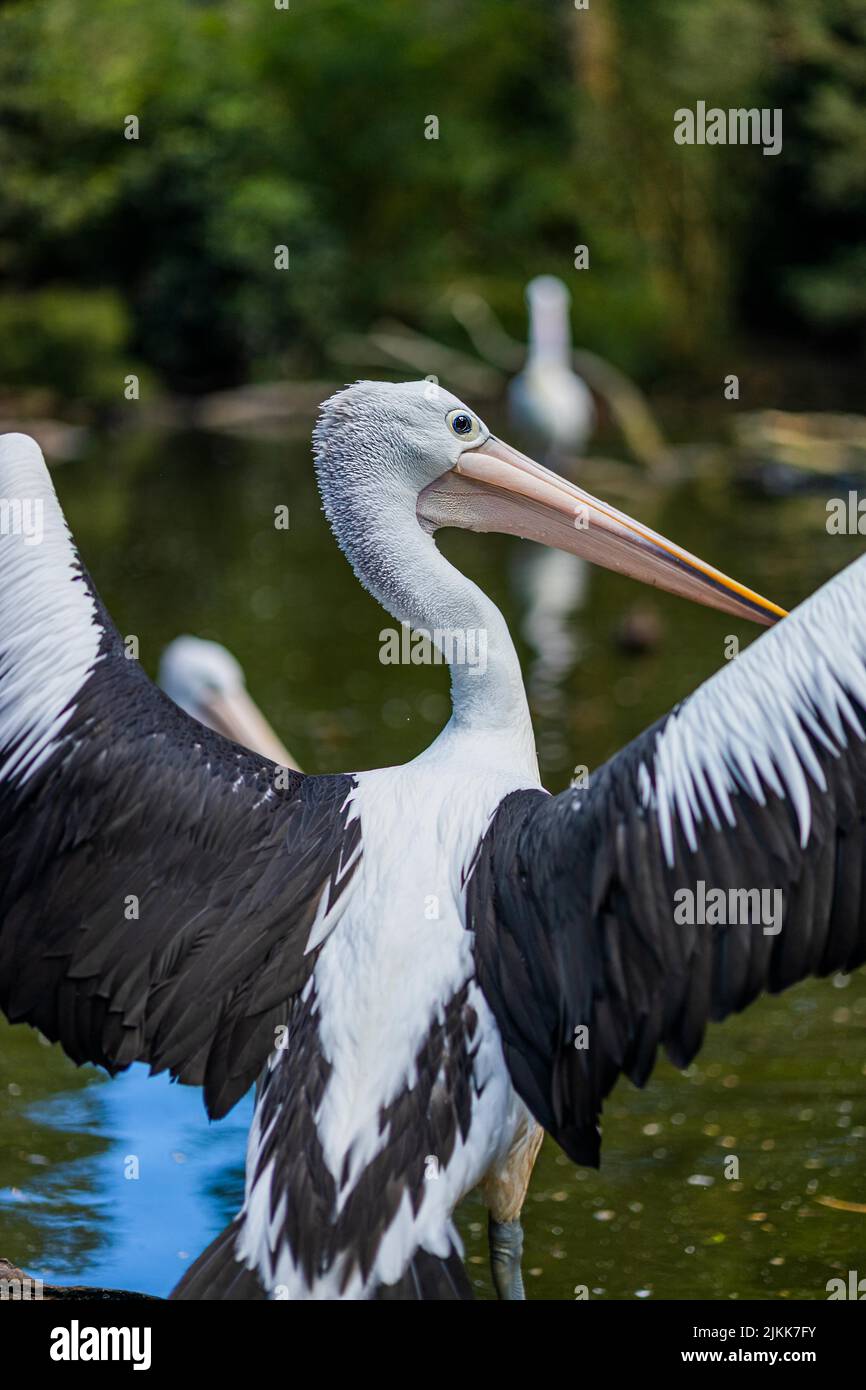 A pelican stretching its wings by a lake Stock Photo - Alamy