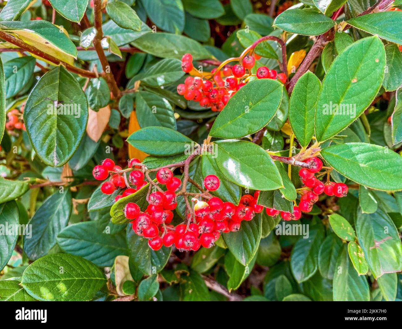 Shrub with red berries hi-res stock photography and images - Alamy