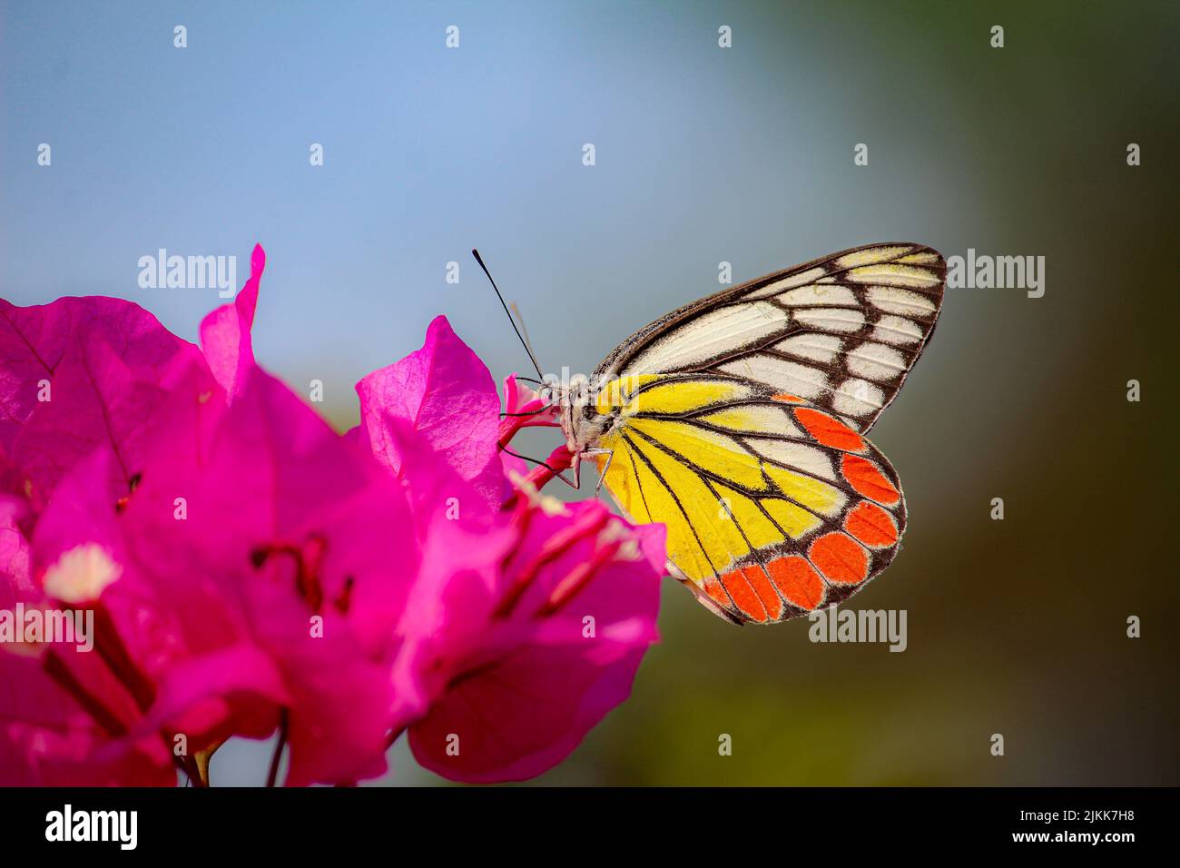 A closeup of a painted Jezebel butterfly drinking nectar from a pink ...