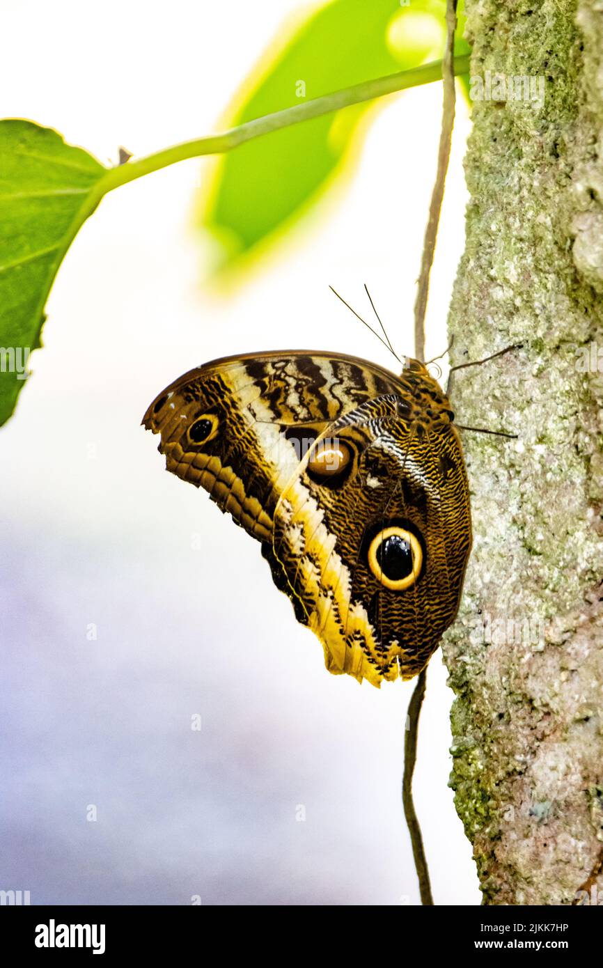 Vertical shot beautiful butterfly hi-res stock photography and images ...