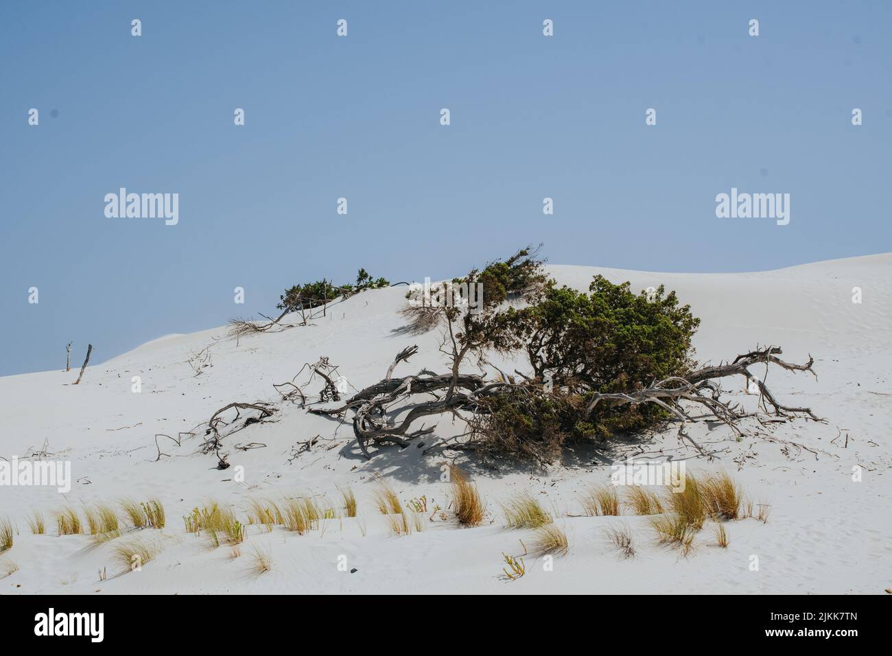 Tree brench hi-res stock photography and images - Alamy