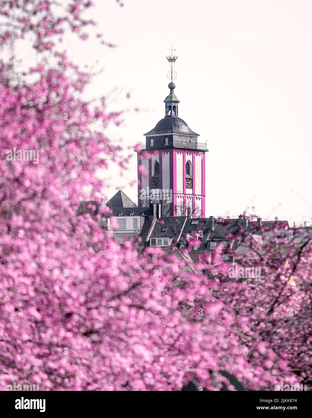 A beautiful shot of a clock tower with pink cherry blossoms on the ...