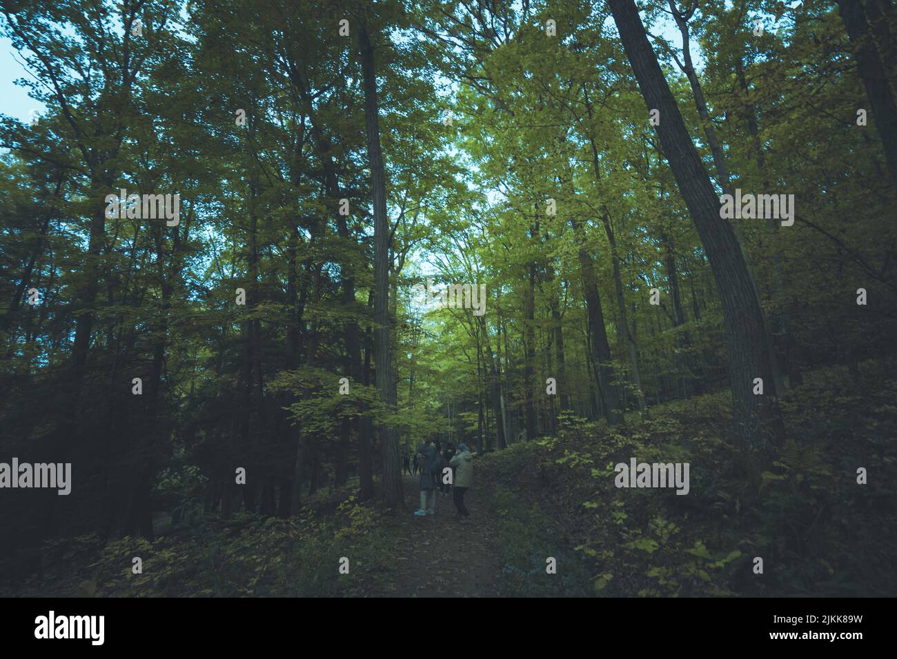 The dark green wild forest, the symbol of nature, ecology, wilderness ...